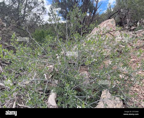 Wild Crab Apple Peraphyllum Ramosissimum Plantae San Juan County