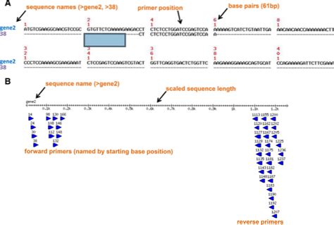 Sequencing Forward And Reverse Primers Differbetween