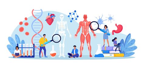 People Studying Anatomy Of Male Muscular System And Skeleton