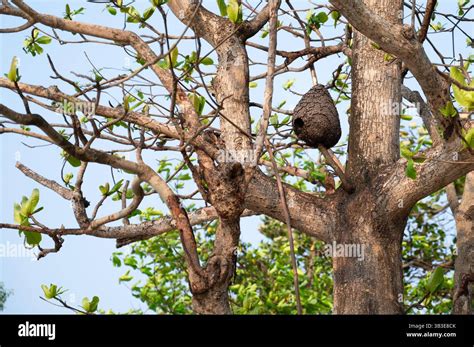 Asian Yellow Legged Hornet Nest Hive In A Tree Vespa Velutina