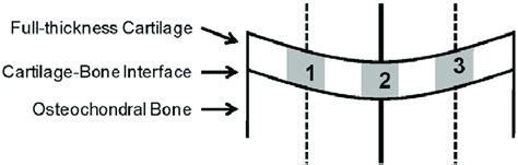 Computerized Quantification Of Histological Sections Following