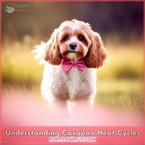 When Cavapoos Reach Puberty Signs Stages And Managing Heat Cycles