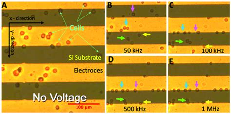 U87 Glioma Cells In The Electrode Array Movement Of Glioma Cells When Download Scientific