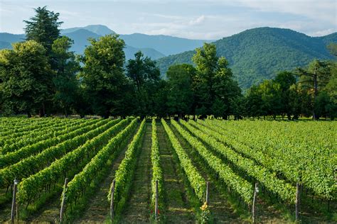 Cito Medical Center • სამედიცინო ცენტრი „ციტო“ 🔬სამედიცინო ცენტრი „ციტო“ საერთაშორისო