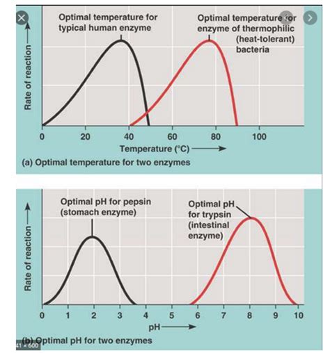 Solved Optimal Temperature For Typical Human Enzyme Optimal