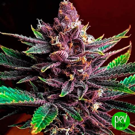 Sensi Purple Kush Acquista Semi Femminizzati Sensi In Pev