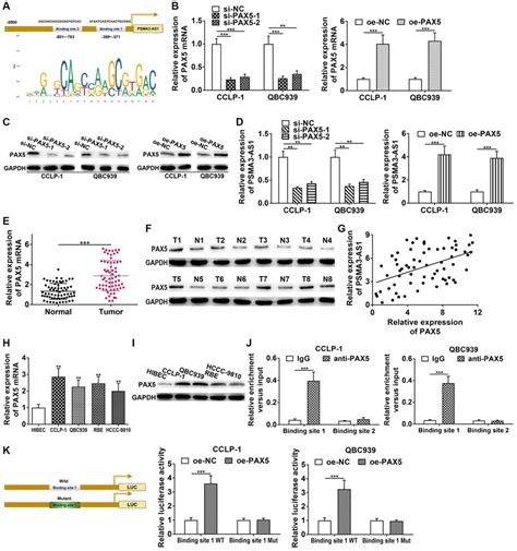 Pax5 Transcriptionally Activates And Enhances Psma3 As1 Expression A Download Scientific
