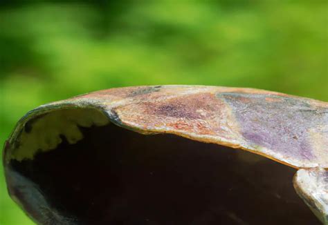 Do Turtle Shells Decompose