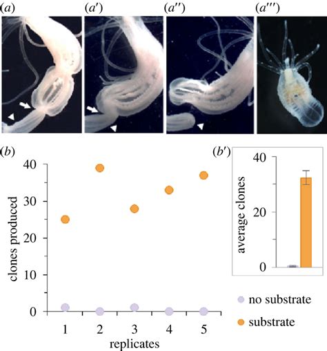Substrate Increases Asexual Reproduction By Transverse Fission A A Download Scientific