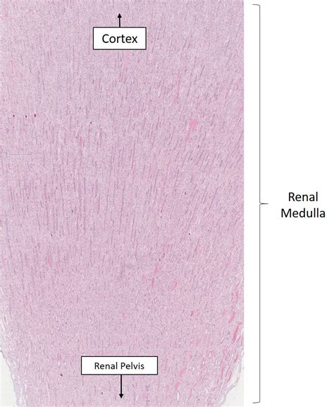 Papillary Duct Histology