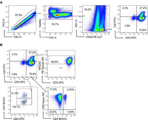 Identification And Further Analysis Of Intraepithelial Lymphocytes In Download Scientific