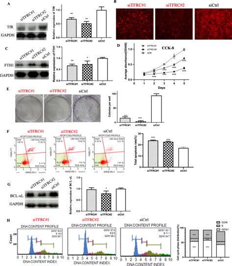 Tfrc Knockdown Inhibited Cell Growth In Vitro A Successful Knockdown