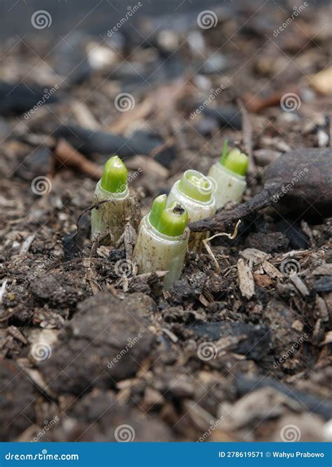 New Buds Grow From Allium Fistulosum In A Pot Stock Image Image Of