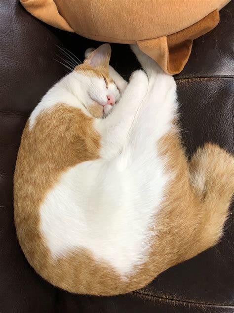 하리보 그레이프프루트 자몽 100g 배민 장보기∙쇼핑