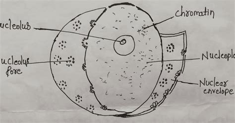 Cell Nucleus Structure Functions And Its Parts