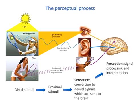 Perception 1 Sensation And Perception Diagram Quizlet