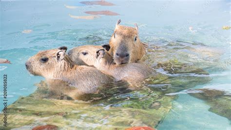 Capybara Swims Hotsell