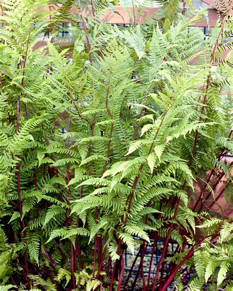 Athyrium Filix Femina Lady In Red Bare Roots — Buy Lady Ferns Online