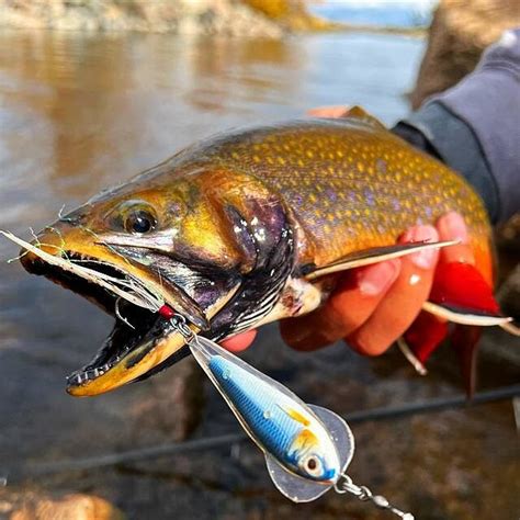 Flutter Shad Anglers Central