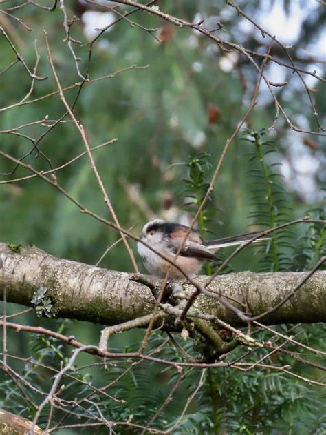 Ltt Birdforum