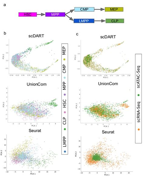 A Expected Trajectory Backbone Of Cells In The Mouse Neonatal Brain