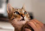 9 Tips To Put An End To Your Cat Chewing Electrical Wires