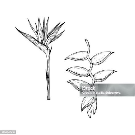 열 대 벡터 세트 헬리코니아 낙원의 새 또는 Strelitzia Reginae 꽃 일러스트 통하고 고립된 배경 아름 다운 식물 손으로 그린 이국적인 요소 디자이너 스파 장식