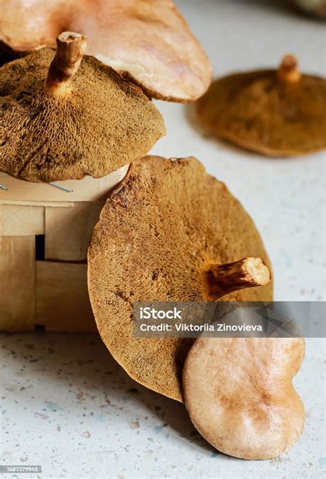 딸기 바구니에 빨간 Bolete 버섯입니다 테이블 위의 소박한 고리 버들 바구니에 잘 익은 식용 갈색 곰팡이 Boletus에 대한 스톡 사진 및 기타 이미지 Istock