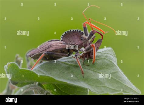 Wheel Bug Arilus Cristatus Is A Species Of Large Assassin Bug In The
