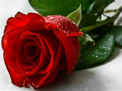 The Story Of The Rose World Of Flowering Plants