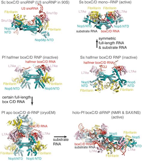 Comparison Of Currently Known Box C D Rnp Structures All Box C D Rnp Download Scientific