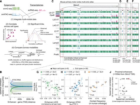 Robust Enhancer Gene Regulation Identified By Single Cell