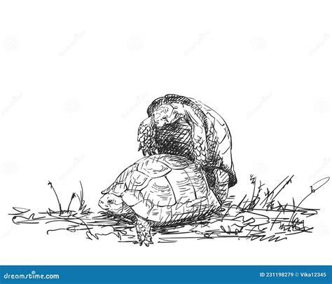 Two Mating Turtles Drawing Hand Drawn Sketch Of Breeding Turtles Cartoon Vector CartoonDealer