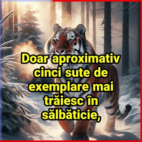 Tigrul Siberian Youtube