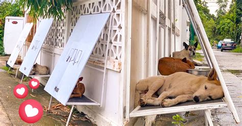 ტაილანდში სარეკლამო ბილბორდები მიუსაფარი ძაღლების თავშესაფრებად გადააკეთეს… Marketer Ge