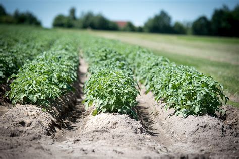 Más De 20 000 Imágenes Gratis De Cultivo De Papa Y Papa Noel Pixabay