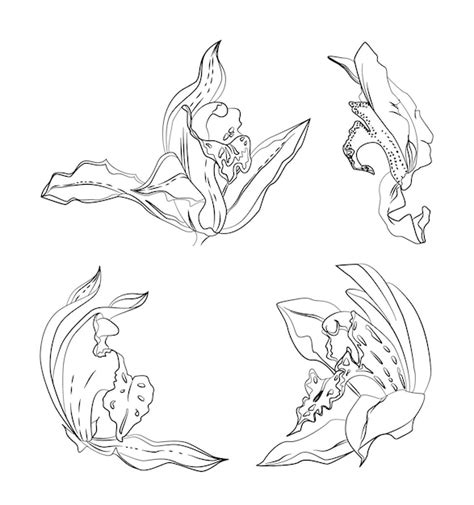 Premium Vector Set Of Handdrawn Orchid Flowers