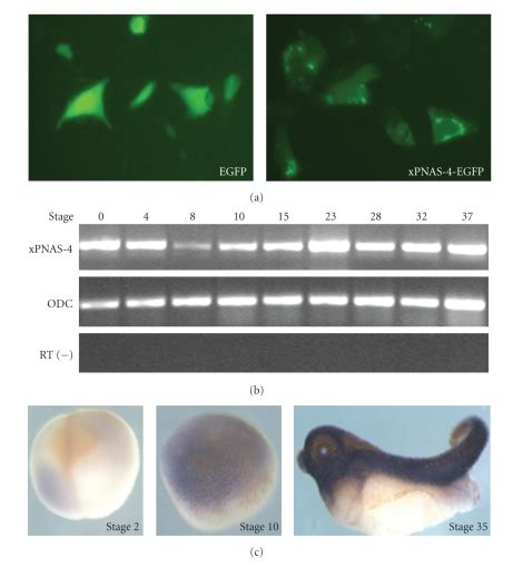 Cellular Localization And Temporal And Spatial Expression Patterns Of Download Scientific