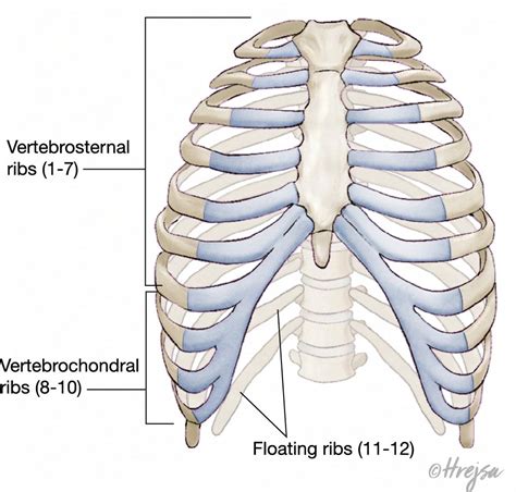 Floating Ribs Anatomy