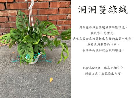 心栽花坊 洞洞蔓綠絨 6吋盆 觀葉植物 室內植物 綠化植物 售價200特價180 Yahoo奇摩拍賣
