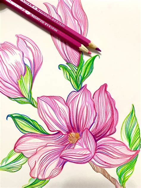 Магнолия стилизованная Рисунок цветными карандашами Рисунки цветными карандашами Цветные