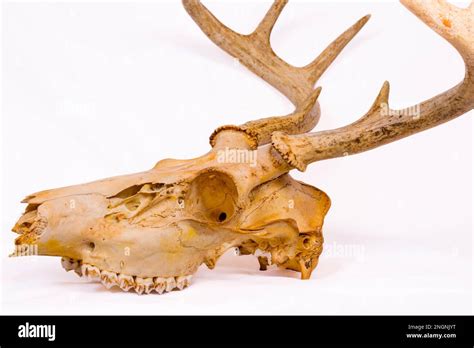 Whitetail Deer Skull Anatomy Profile For Bugs And Bones 618