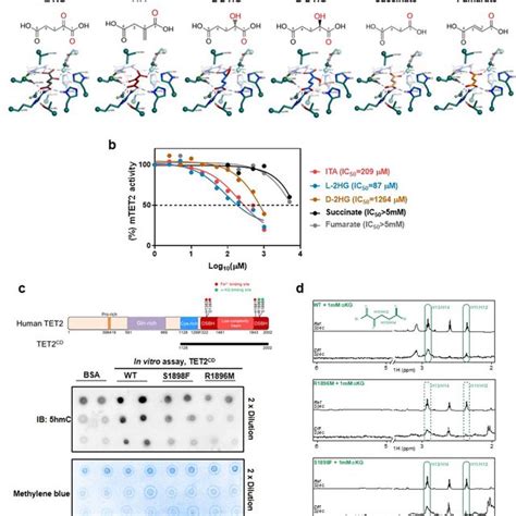 Lps Induces Itaconate And Metabolic Reprogramming In Macrophages A B Download Scientific