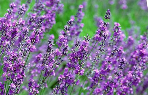 Подяка за позитивний відгук 50 прикладів