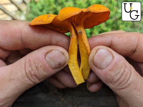 Jack O Lantern Mushrooms