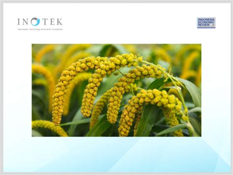 Inotek Inotek Web Site