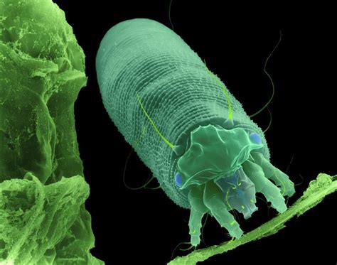 Eriophyid Gall Mite Aceria Hibisci 2 Photograph By Science Photo Library Pixels