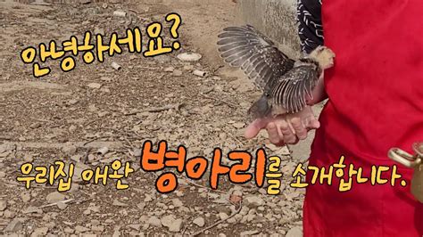 병아리 인공부화 어느날 병아리가 친한 척을 하기 시작했다 Youtube