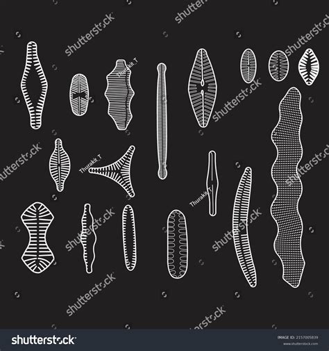 Diatom Member Algal Class Bacillariophyceae Diatoms Stock Vector