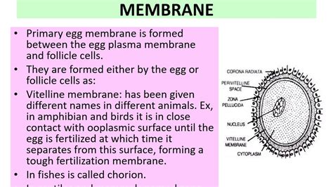 What Is Egg Shell Membrane At Keira Crampton Blog